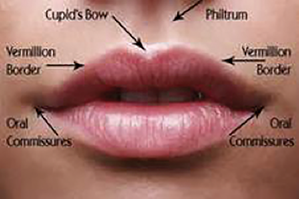 Anatomy of the ageing lip | The PMFA Journal