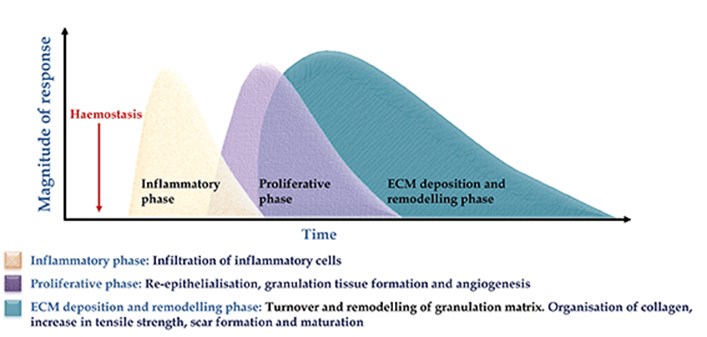 The role of angiogenesis in wound healing, scarring and tissue ...