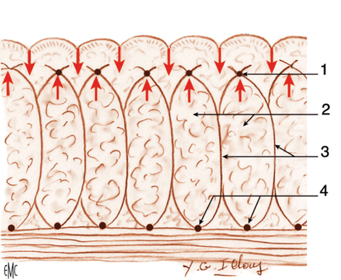 Liposuction – the evolution of the classical technique | The PMFA Journal